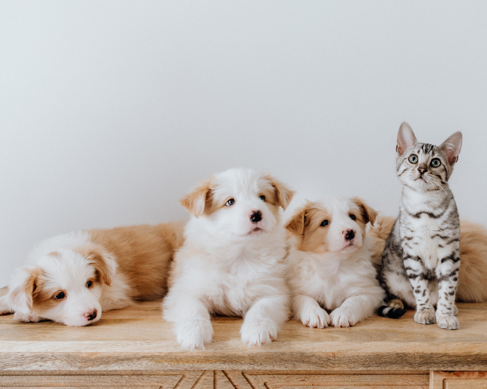 5 Reasons Why Your Furry Friend Needs Beta-Glucans – AstaVet