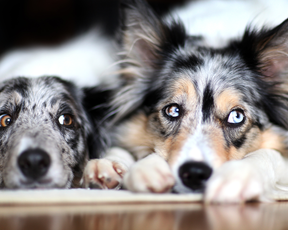 Top 10 of the Smartest Dog Breeds – AstaVet